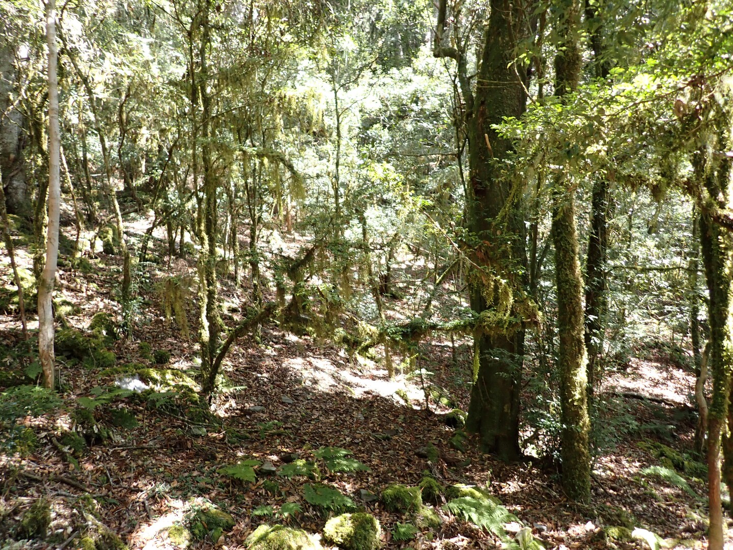 （台湾）新康横断 D1～D2の半分 / Carolyn Changさんの玉山の活動データ | YAMAP / ヤマップ