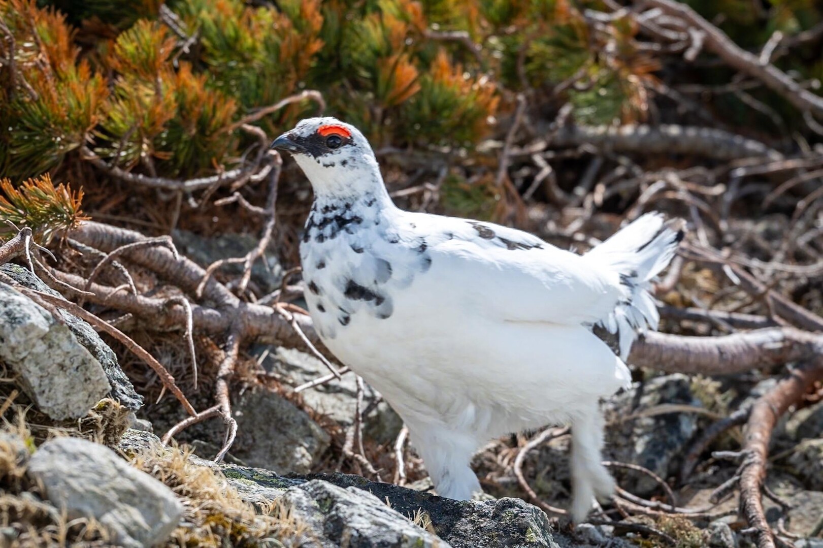 雷鳥さん。 今年は親子には逢えませんでし... / motoさんのモーメント | YAMAP / ヤマップ