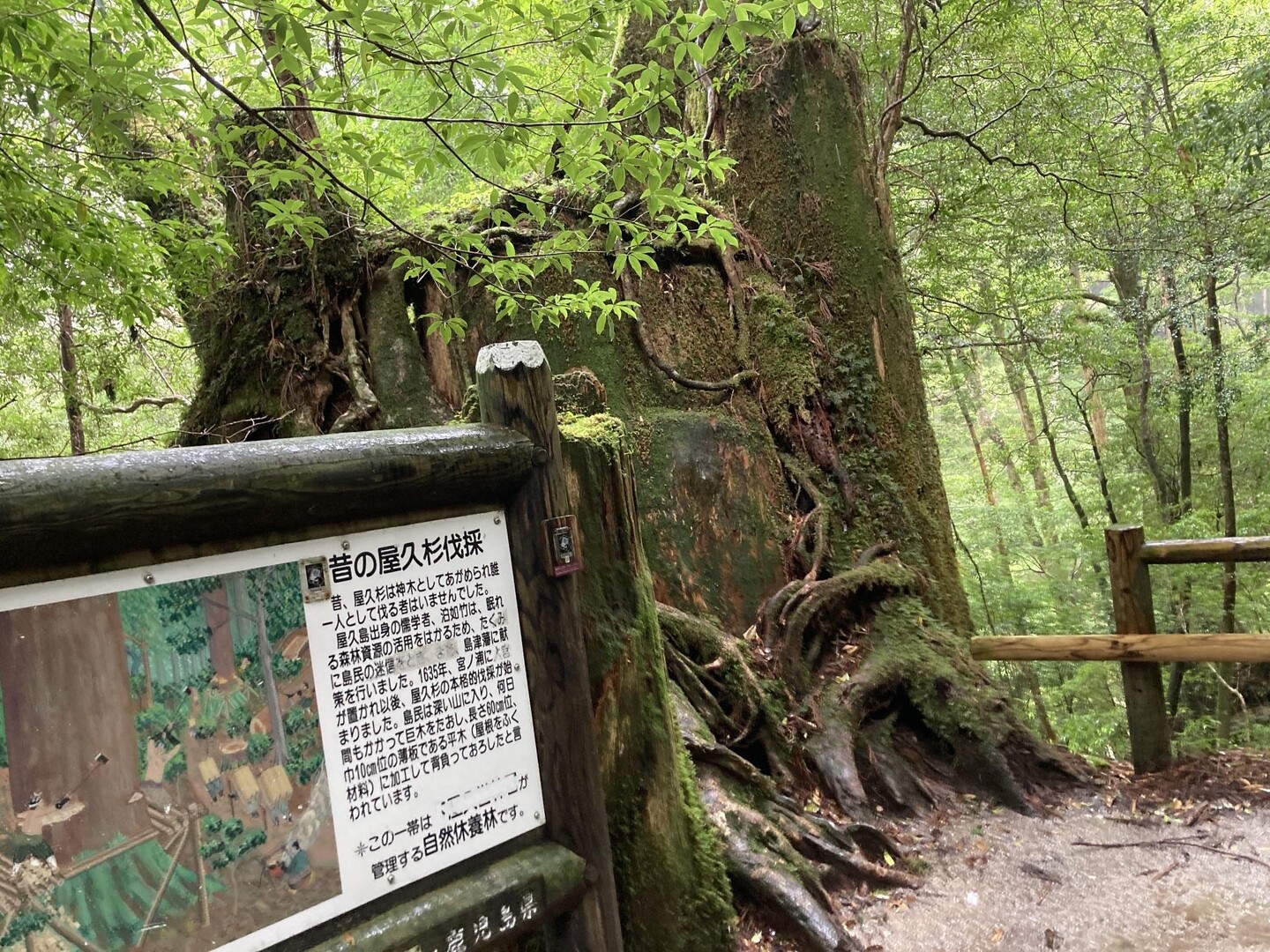 屋久杉ランド見学 / ktmlさんの屋久島・宮之浦岳の活動データ | YAMAP / ヤマップ