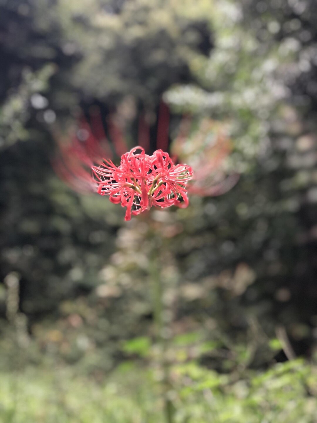 国見山・新サンドイッチ山・交野山 / Montana⭐️さんの交野山・国見山の活動データ | YAMAP / ヤマップ