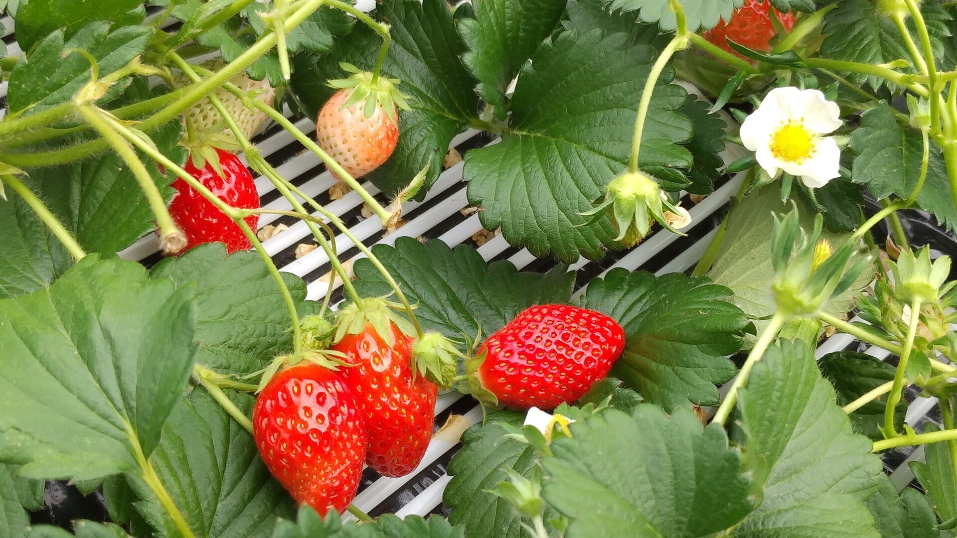 いちご狩り 琴平農園-2021-03-07 / さぁ～ちさんの武甲山・伊豆ヶ岳・小持山の活動データ | YAMAP / ヤマップ