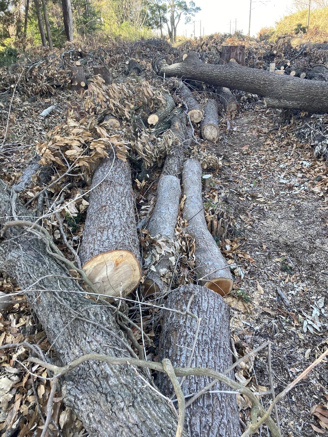 今日は山遊びではなくて山仕事です。 エネ... / BONDIさんのモーメント | YAMAP / ヤマップ