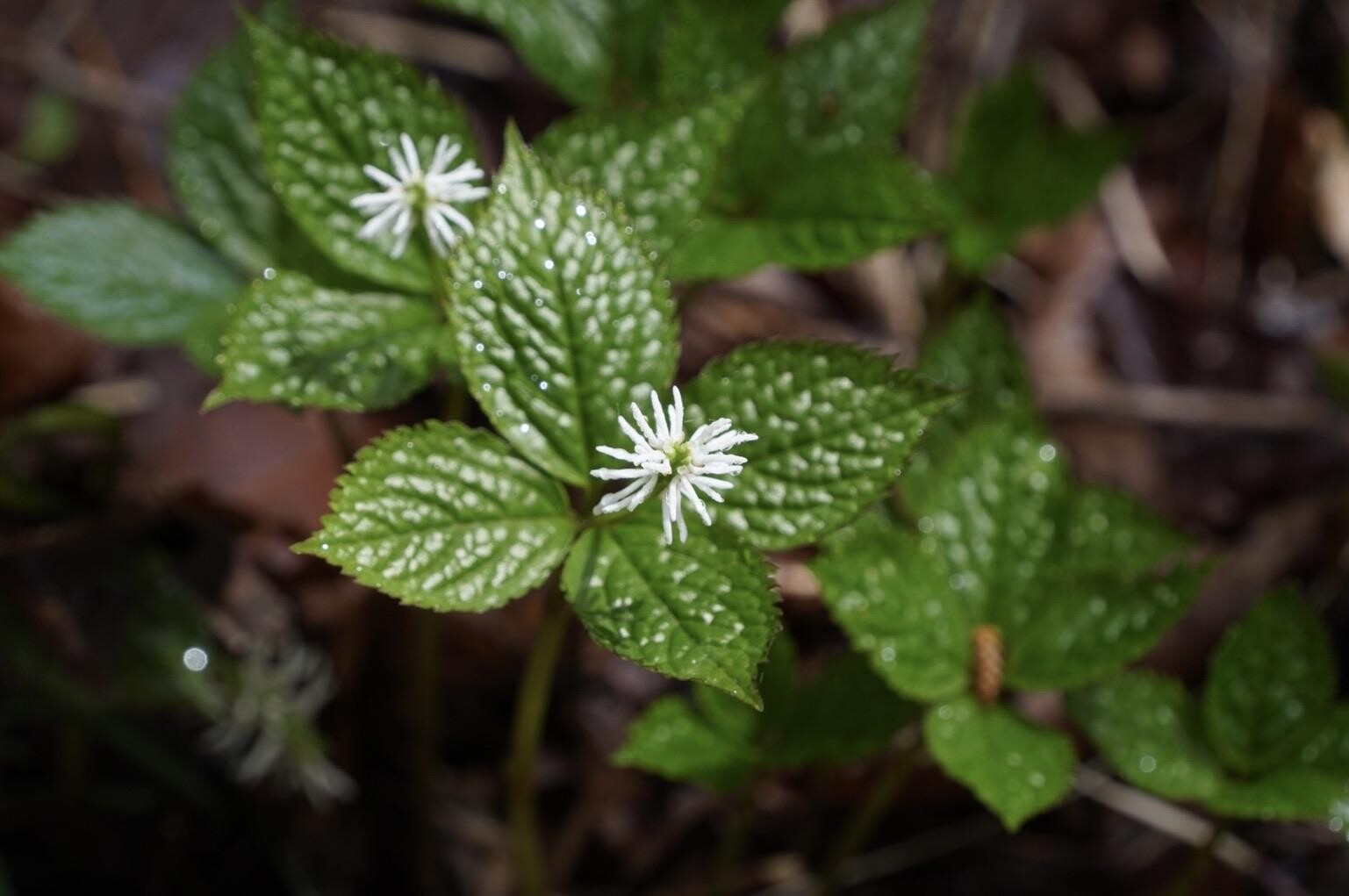 雨上がりの角田山五ヶ峠🌼 / rirunaoさんの角田山の活動データ | YAMAP / ヤマップ