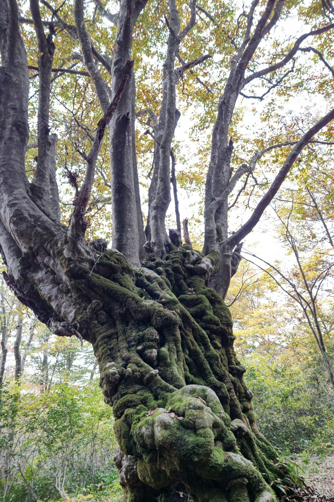 てるりんのページ | YAMAP / ヤマップ