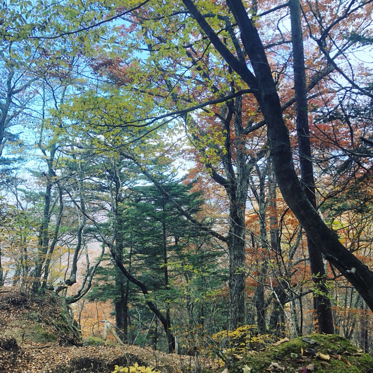 紅葉の三つ峠登山 / Sbsbsbさんの三ッ峠山・本社ヶ丸・鶴ヶ鳥屋山の活動日記 | YAMAP / ヤマップ