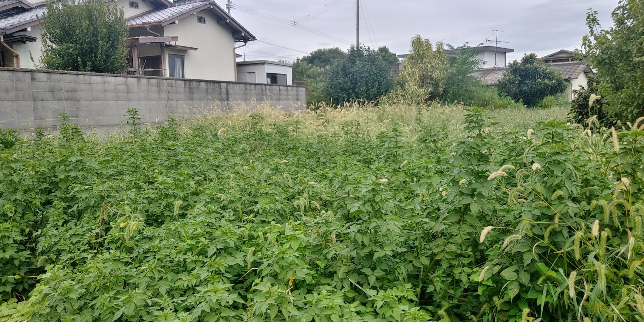 2023/9/2 朝から草刈り、汗👕... / からちゃんさんのモーメント | YAMAP / ヤマップ