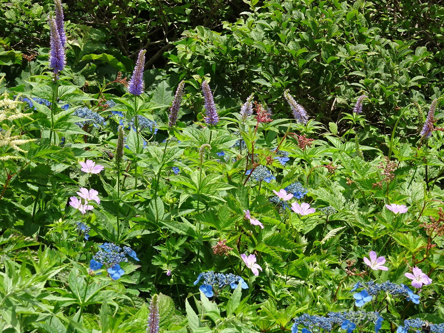 大山(弥山) / hiyoko さんの大山・甲ヶ山・野田ヶ山の活動データ | YAMAP / ヤマップ