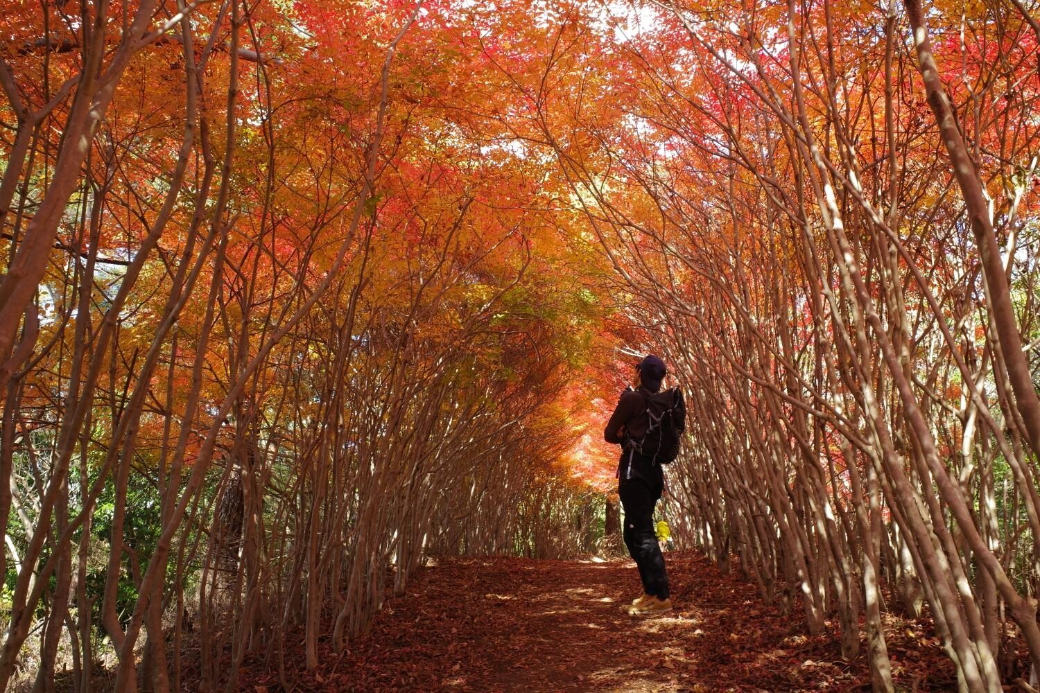 岩石山で笑顔の10連鎖！😄 ️ / n-u-m-aさんの岩石山（岩石城）の活動日記 | YAMAP / ヤマップ