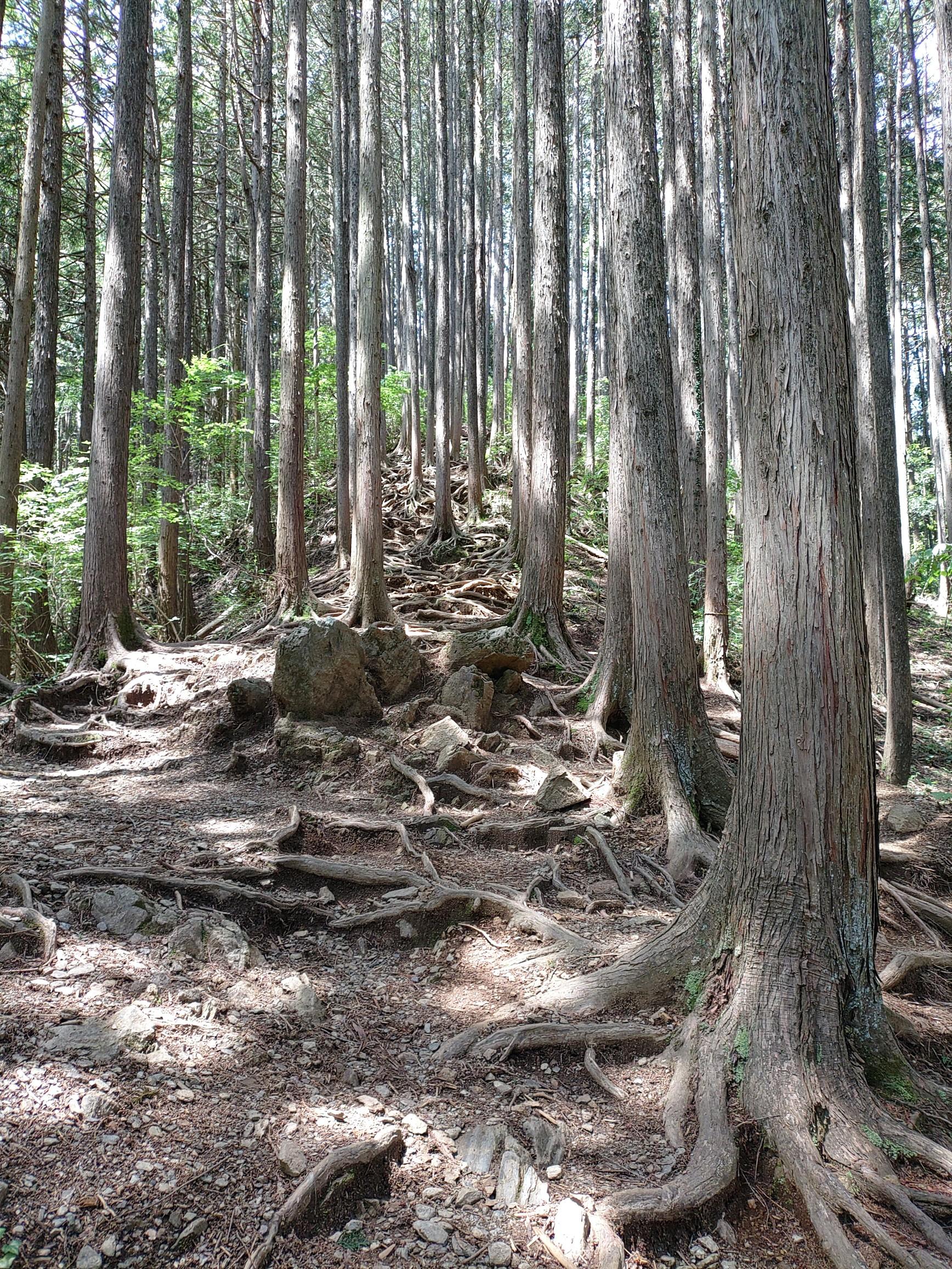 高尾トラサル / YOHEYさんの高尾山・陣馬山・景信山の活動データ | YAMAP / ヤマップ