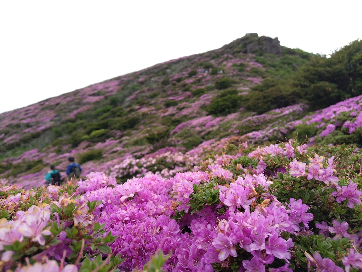 平治岳のミヤマキリシマ / Xiaozhenさんの九重山（久住山）・大船山・星生山の活動データ | YAMAP / ヤマップ