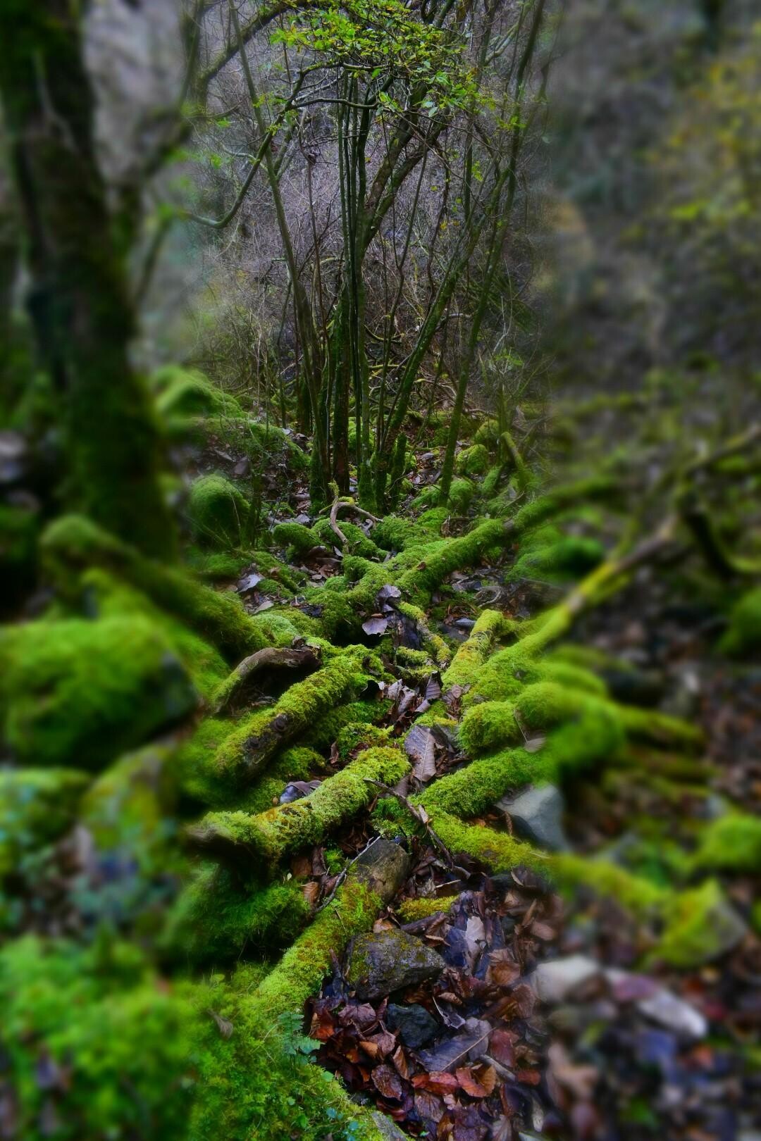 苔 / GIさんのモーメント | YAMAP / ヤマップ