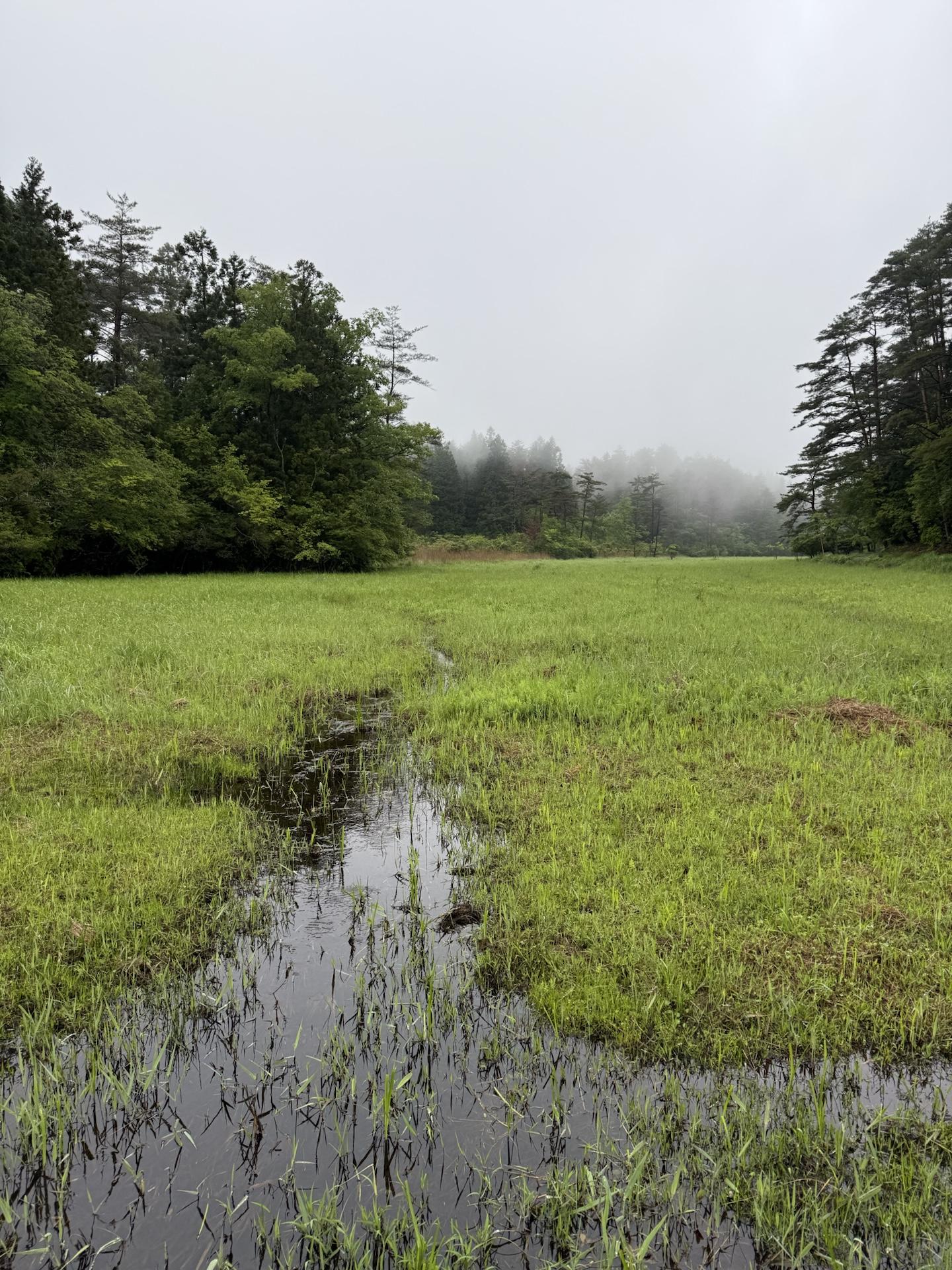 黒沢湿原 / ta3netさんの国見山の活動日記 | YAMAP / ヤマップ