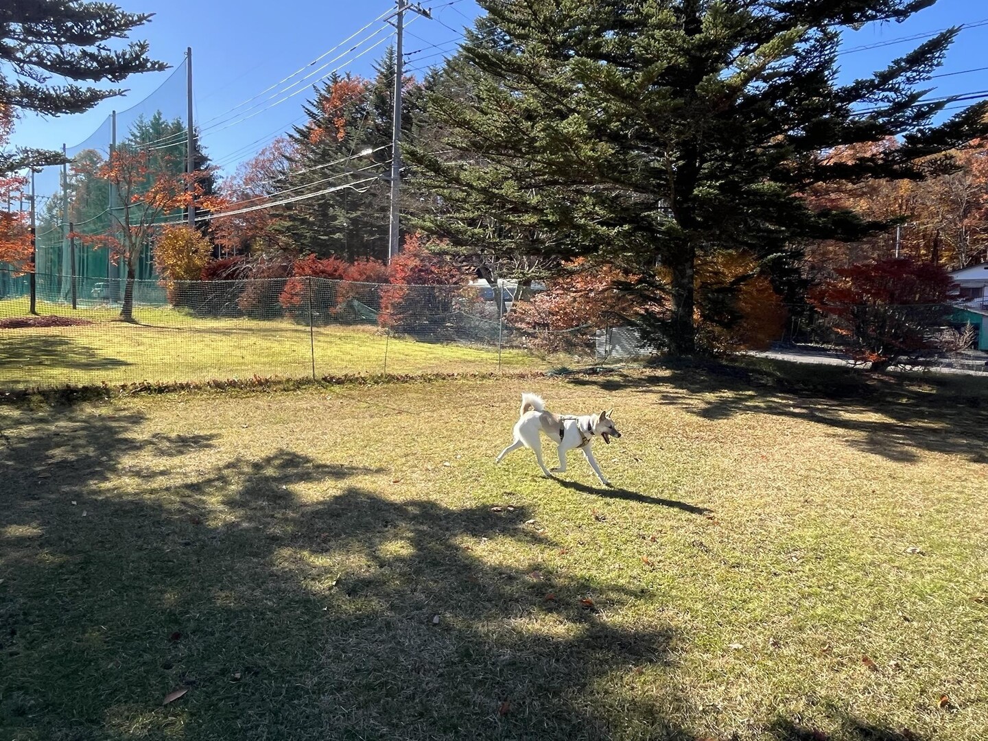 紅葉🍁真っ盛りの北軽井沢でドッグラン ... / ブラウンGさんのモーメント | YAMAP / ヤマップ