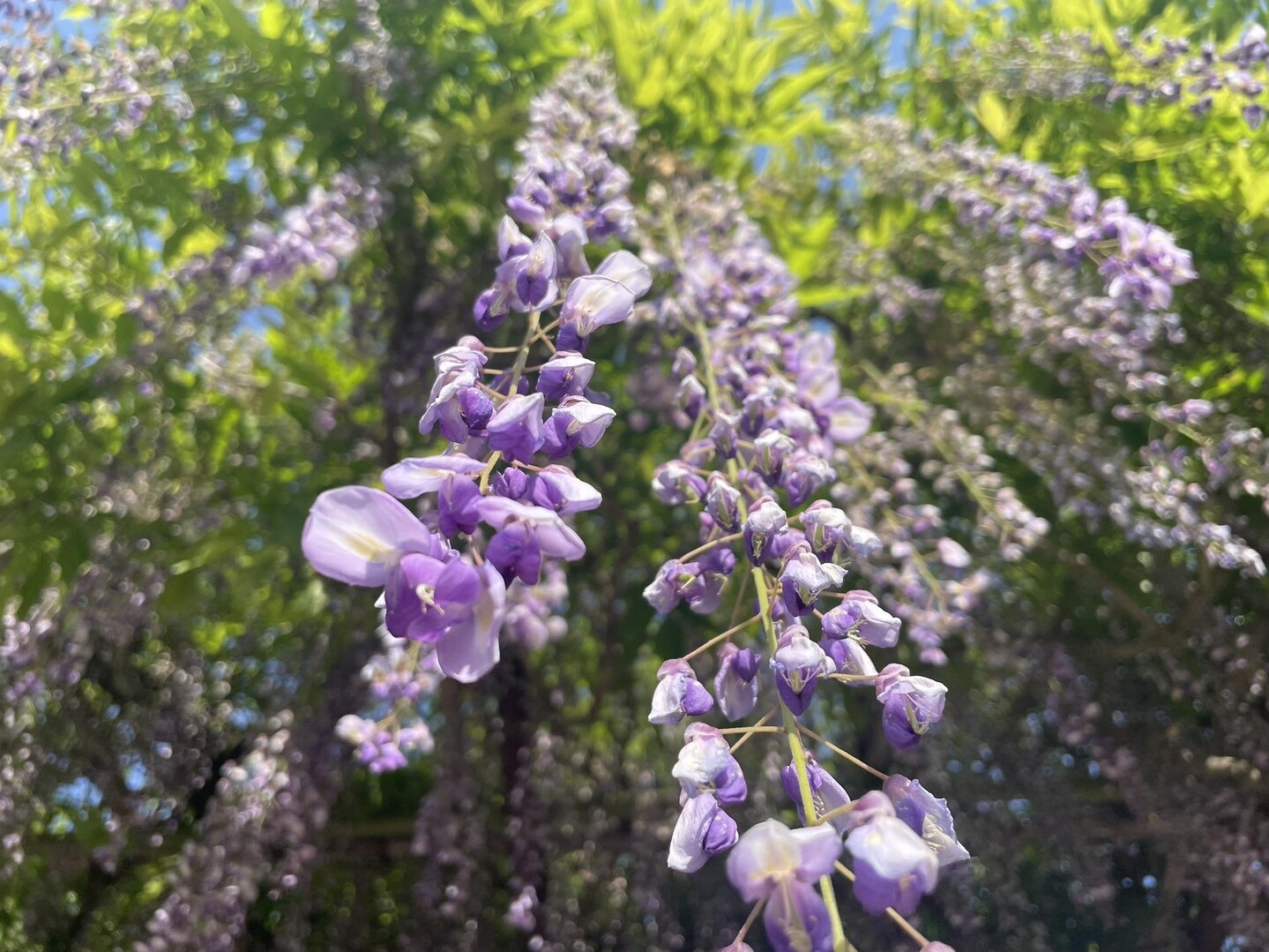 GW 家族とお出かけ 母リクエストで笠間... / かりんさんのモーメント | YAMAP / ヤマップ