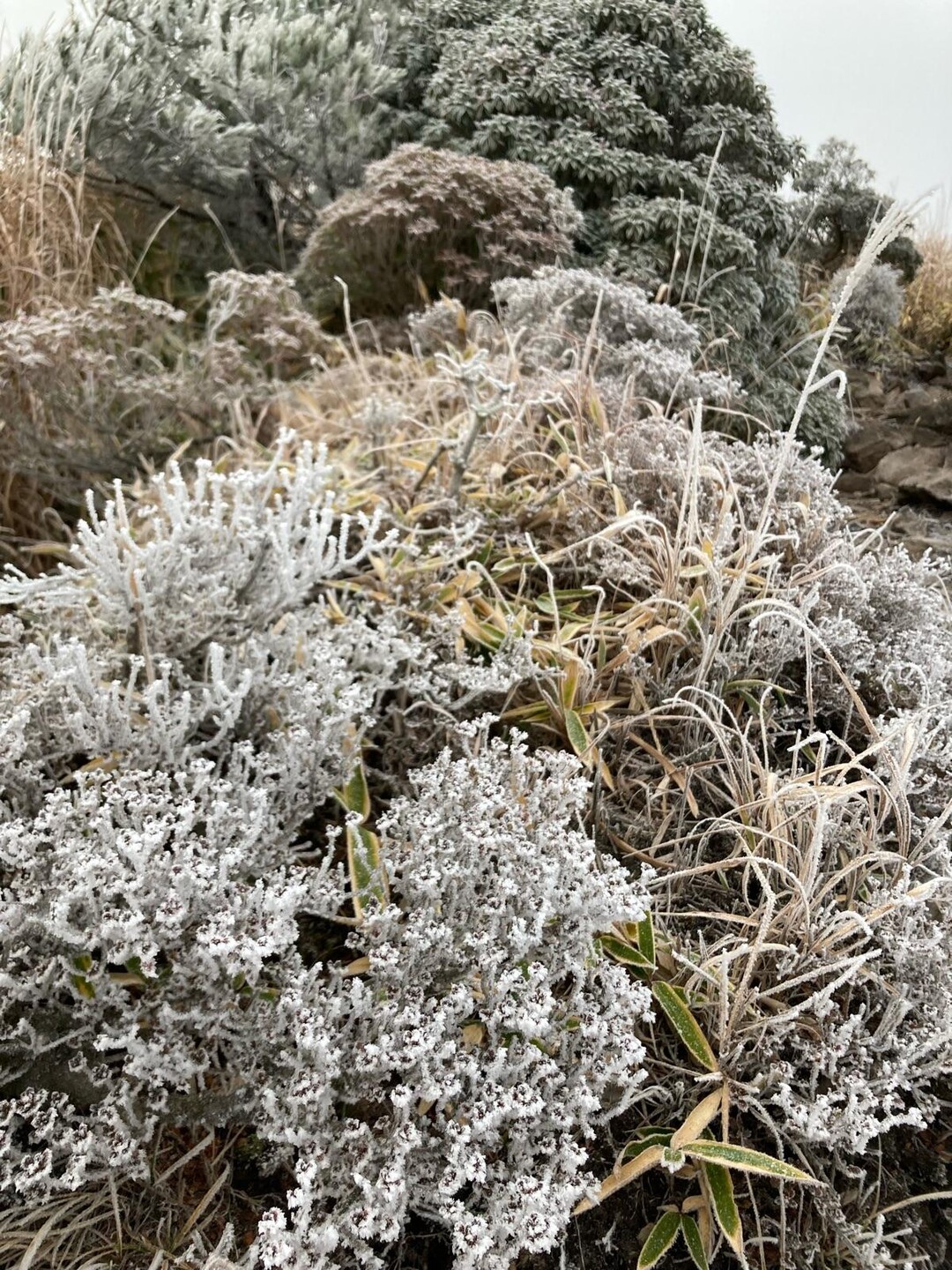 -4°Cの世界の霧氷 湧蓋山 / pagdoggyさんの涌蓋山・猟師山の活動データ | YAMAP / ヤマップ