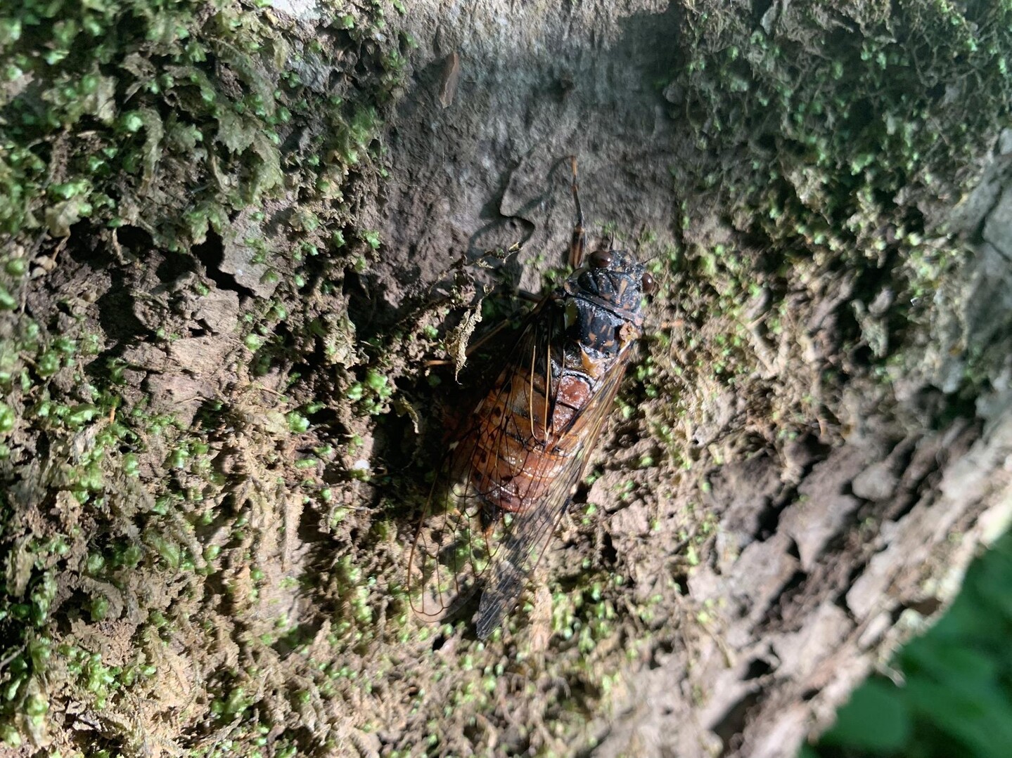 蝉見つけて鹿もいて大興奮😂#12 / myq.さんの藻岩山の活動データ | YAMAP / ヤマップ