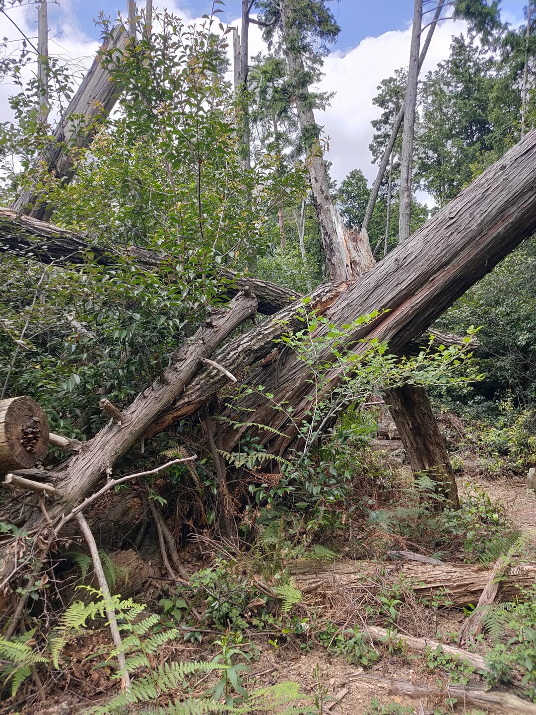 auteruyaさんの投稿したフィールドメモ | YAMAP / ヤマップ