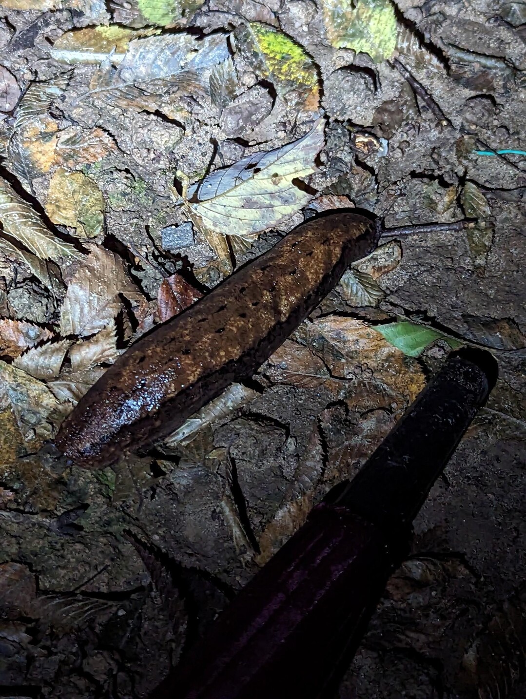 ツチノコ発見！？💚高崎山 / H.Lily(花ちゃん)さんの高崎山の活動データ | YAMAP / ヤマップ