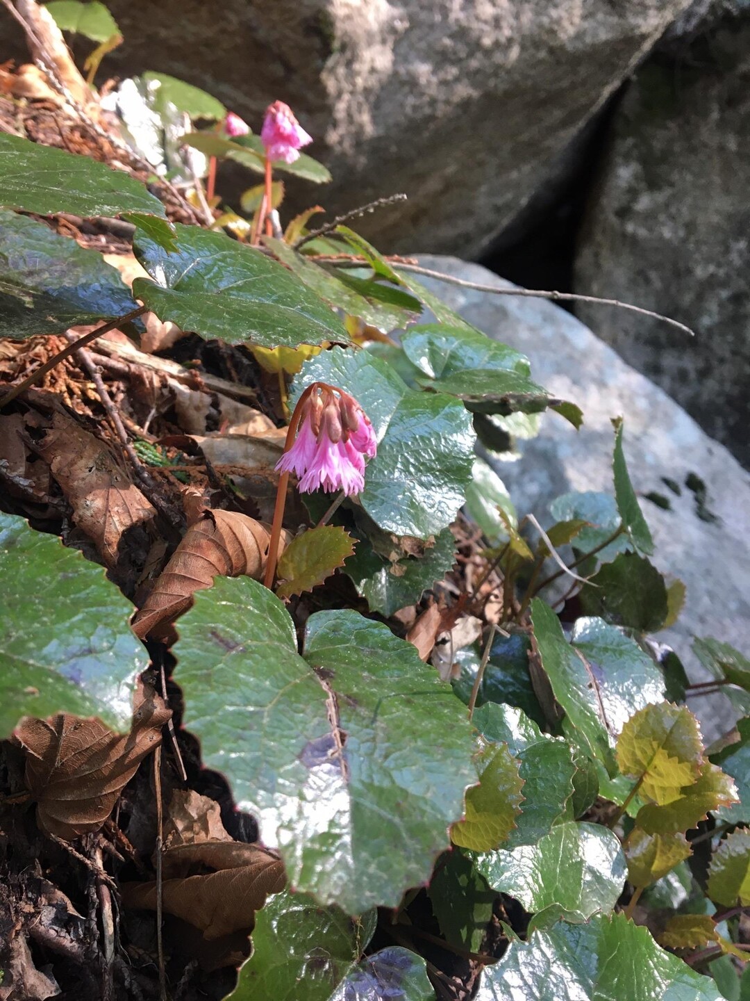 南木曽岳・摩利支天 / R.Kさんの南木曽岳の活動日記 | YAMAP / ヤマップ