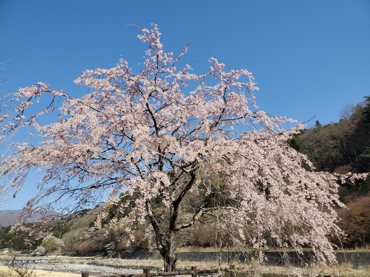 那須塩原の箒川の桜は満開でした😊 / YAMAMIさんのモーメント | YAMAP / ヤマップ
