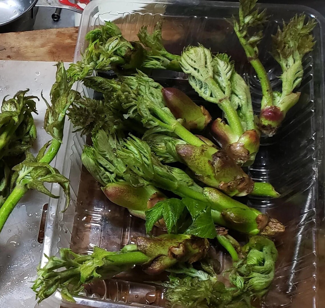 たらの芽 😁😆⁡ ⁡⁡ ⁡⁡ ⁡お山... / Chi-chanさんのモーメント | YAMAP / ヤマップ