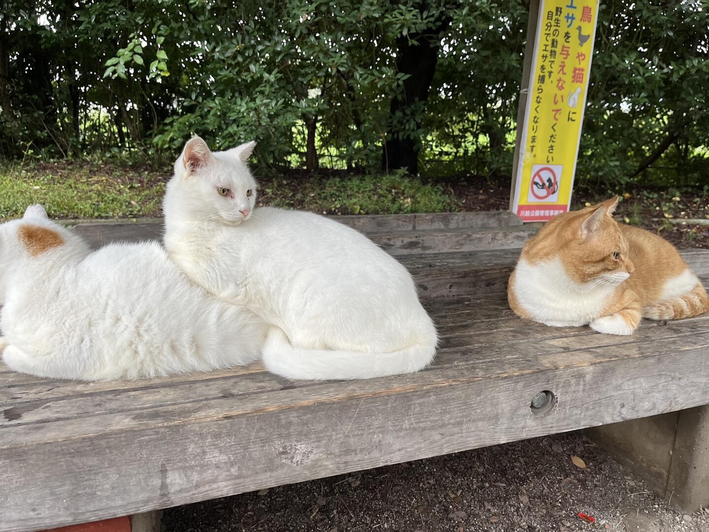小雨の中を14キロ走 マラソンシーズンだ... / SSMさんのモーメント | YAMAP / ヤマップ