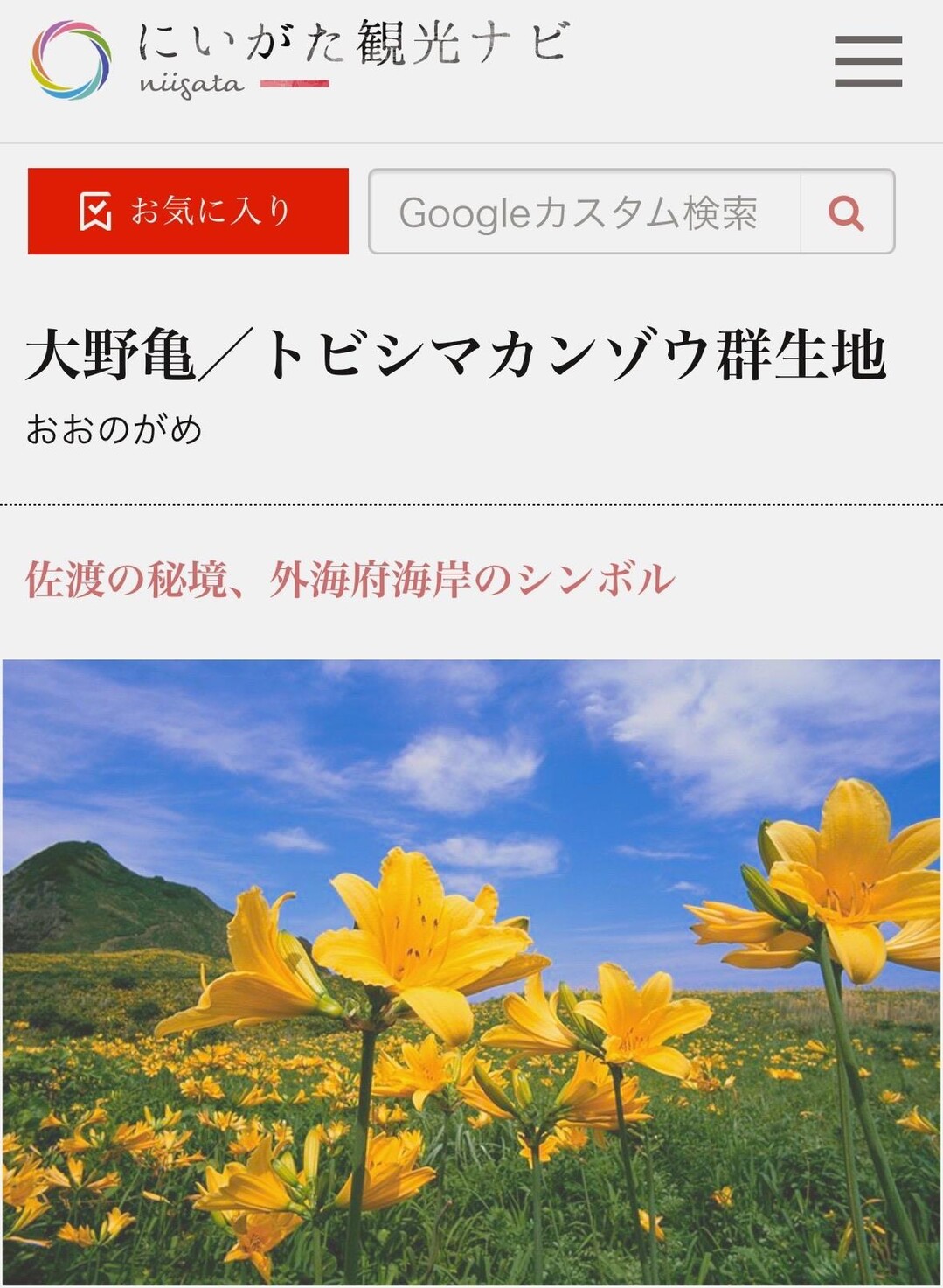 大野亀のトビシマカンゾウ 先日の強風で折... / GanjaEXさんのモーメント | YAMAP / ヤマップ