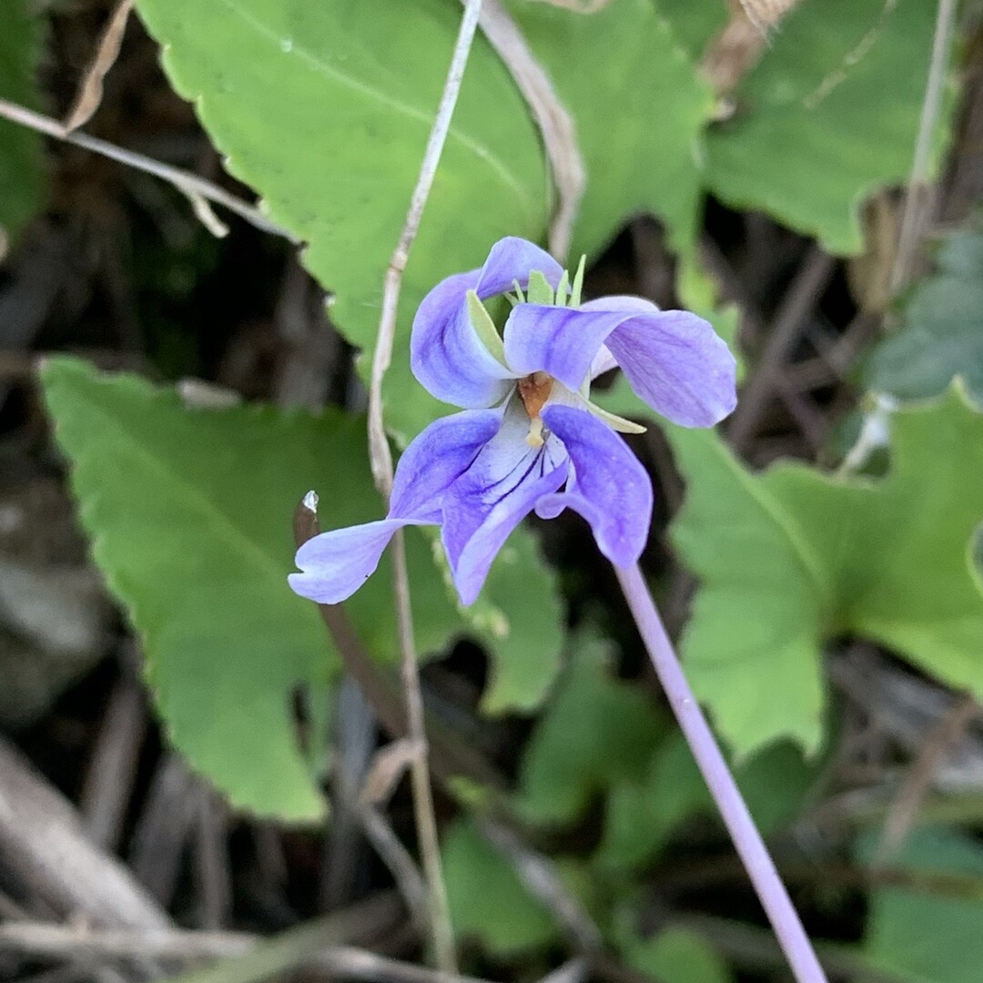 返り咲きと亀 2021-10-28 / Atto-Rieさんのウォーキングの活動データ | YAMAP / ヤマップ