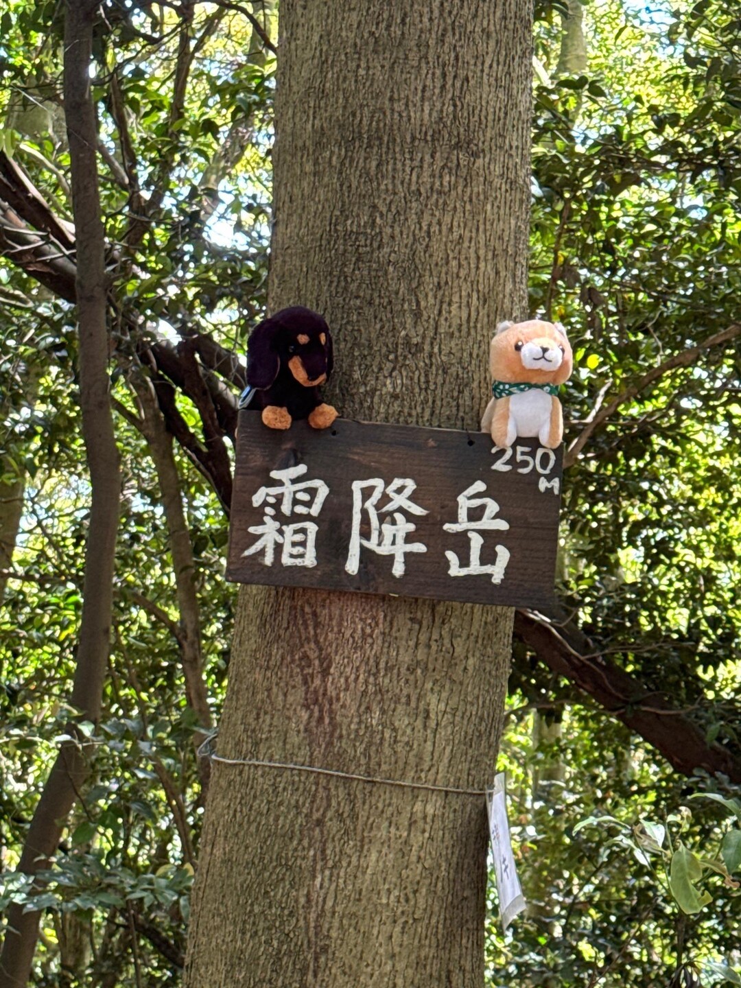 男山・霜降岳 / shevchenkoさんの霜降岳（霜降山）・観音岳・白岩山の活動データ | YAMAP / ヤマップ