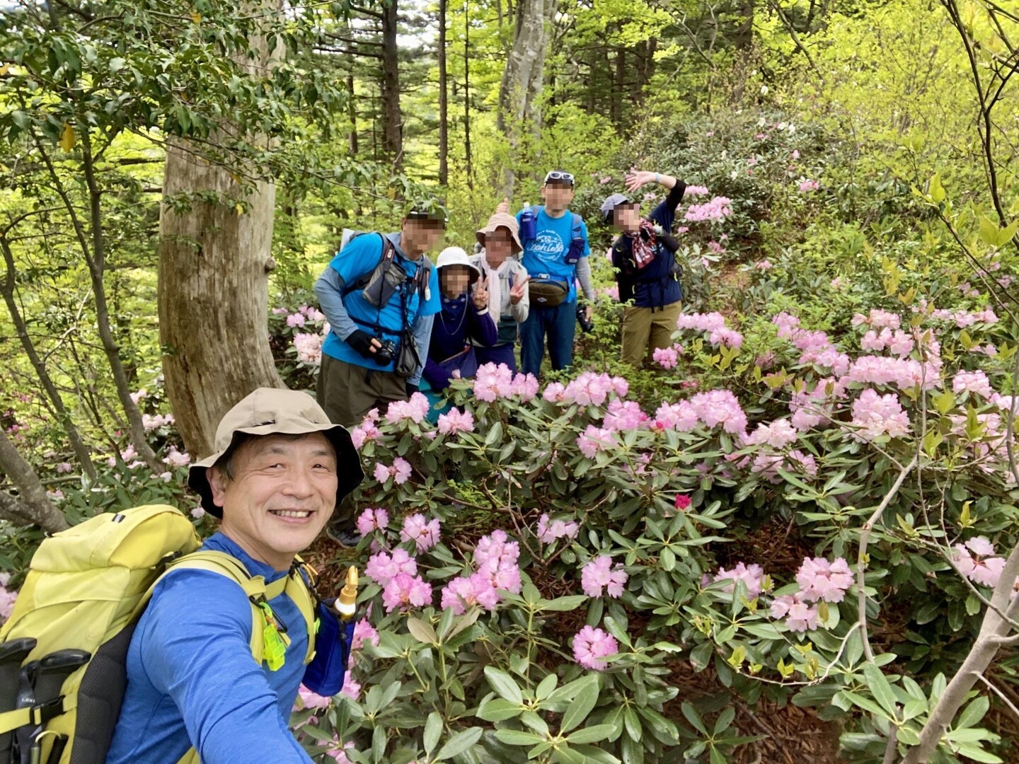 【陶石山】爛漫のシャクナゲロード / random walkerさんの大日山・越前大日山（越前甲山）・鈴ヶ岳の活動データ | YAMAP / ヤマップ
