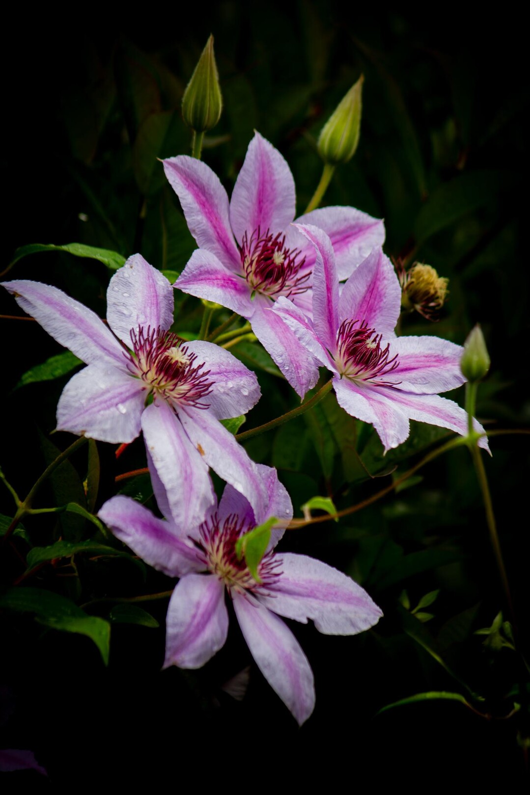 精神の美。 クレマティス。 6月14... / stripeさんのモーメント | YAMAP / ヤマップ