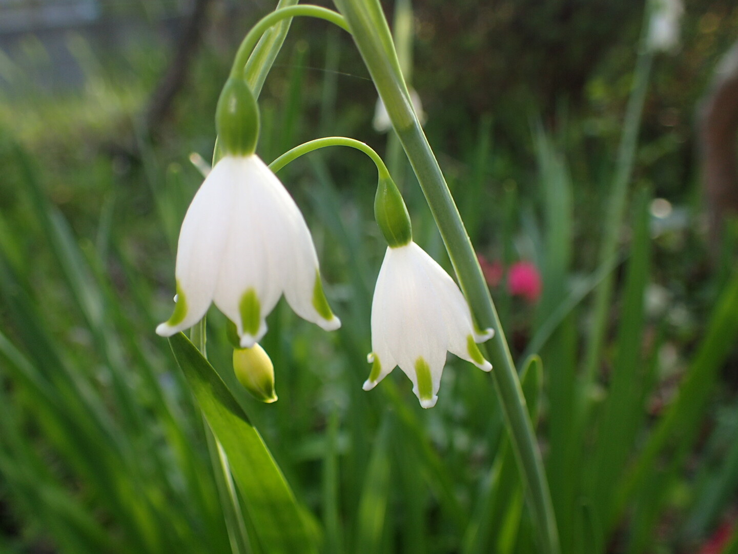 いつものお庭 / niceageさんのモーメント | YAMAP / ヤマップ