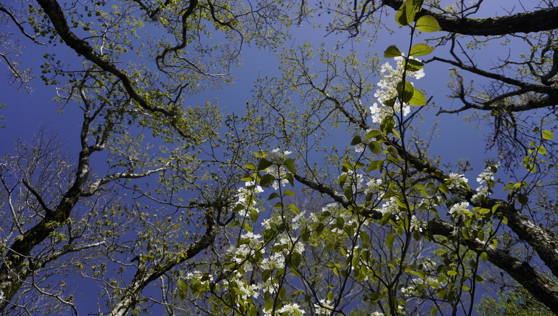 山歩 安蔵寺山・燕岳 / Zatoさんの安蔵寺山・燕岳の活動データ | YAMAP / ヤマップ