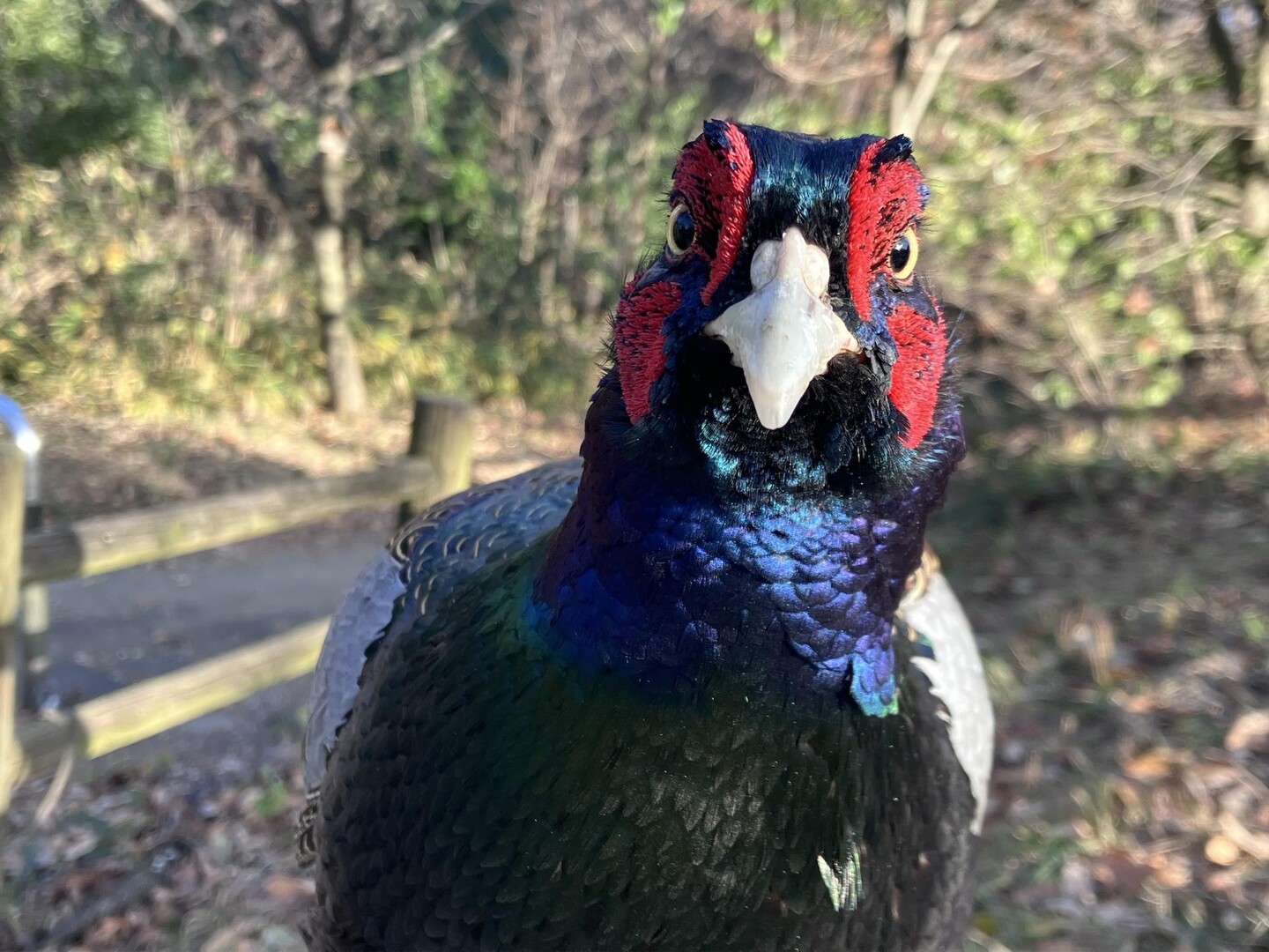 鳥ざんまい (｡･ө･｡) / marronさんの蔵王山の活動データ | YAMAP / ヤマップ
