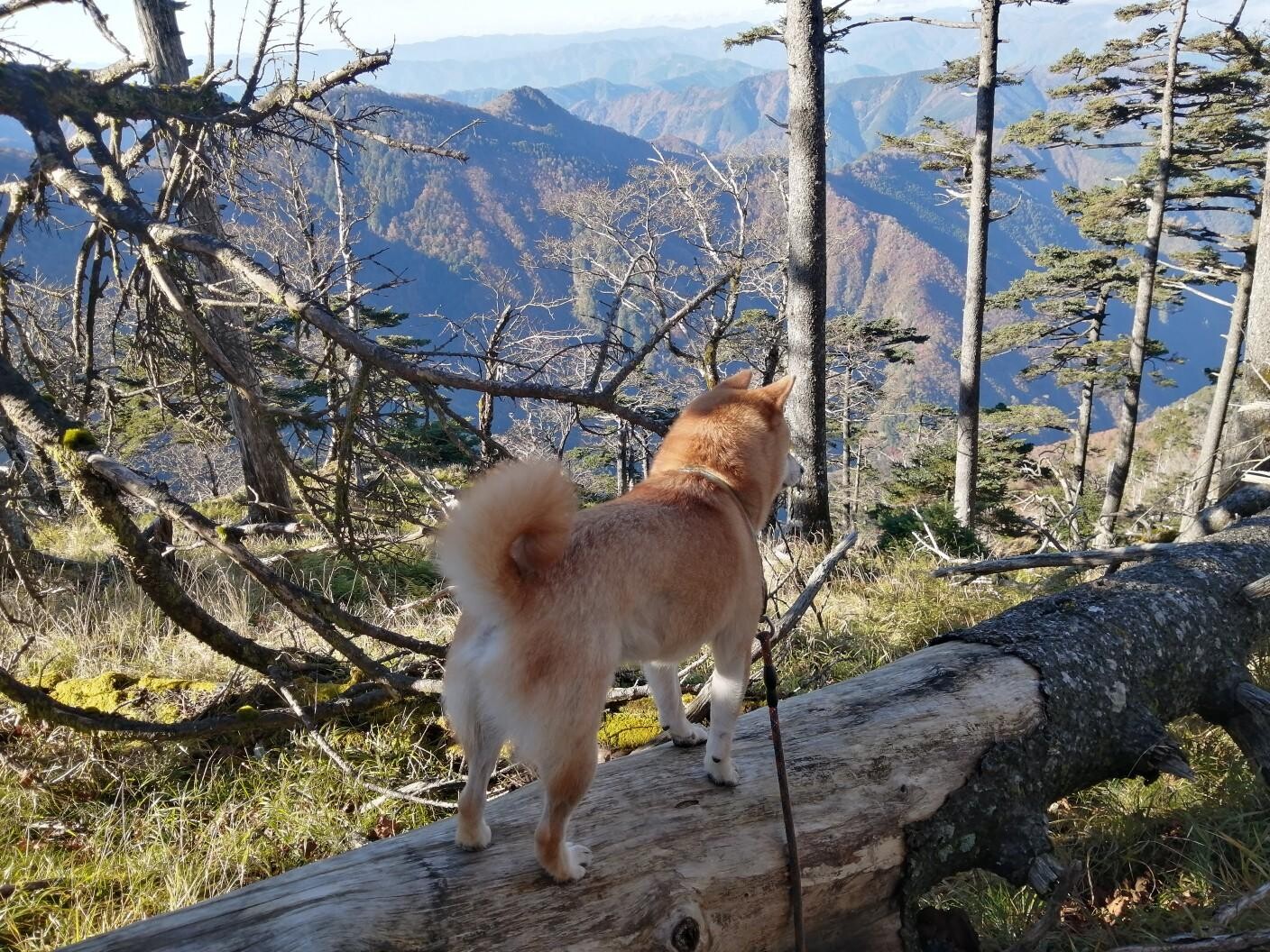頂仙岳・弥山・八経ヶ岳（八剣山・仏経ヶ岳）・明星ヶ岳・禅師ノ森・五鈷峰・仏生嶽 / Loki1687さんの八経ヶ岳の活動データ | YAMAP / ヤマップ