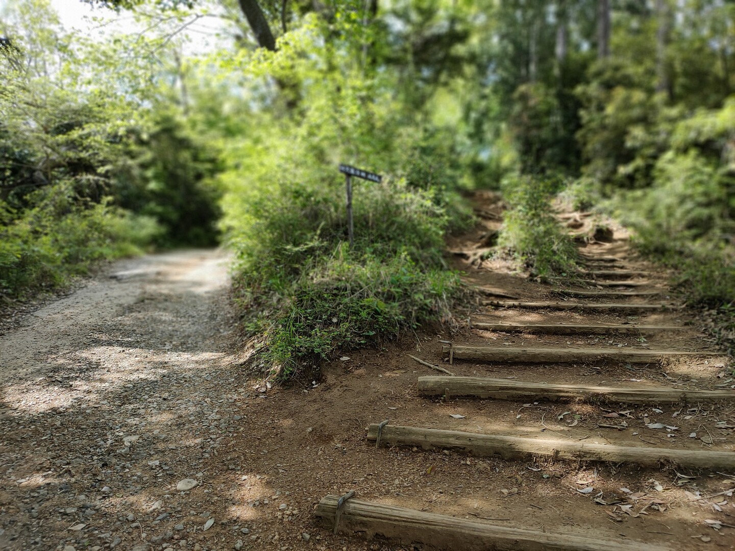 Mamincoさんの投稿したフィールドメモ | YAMAP / ヤマップ