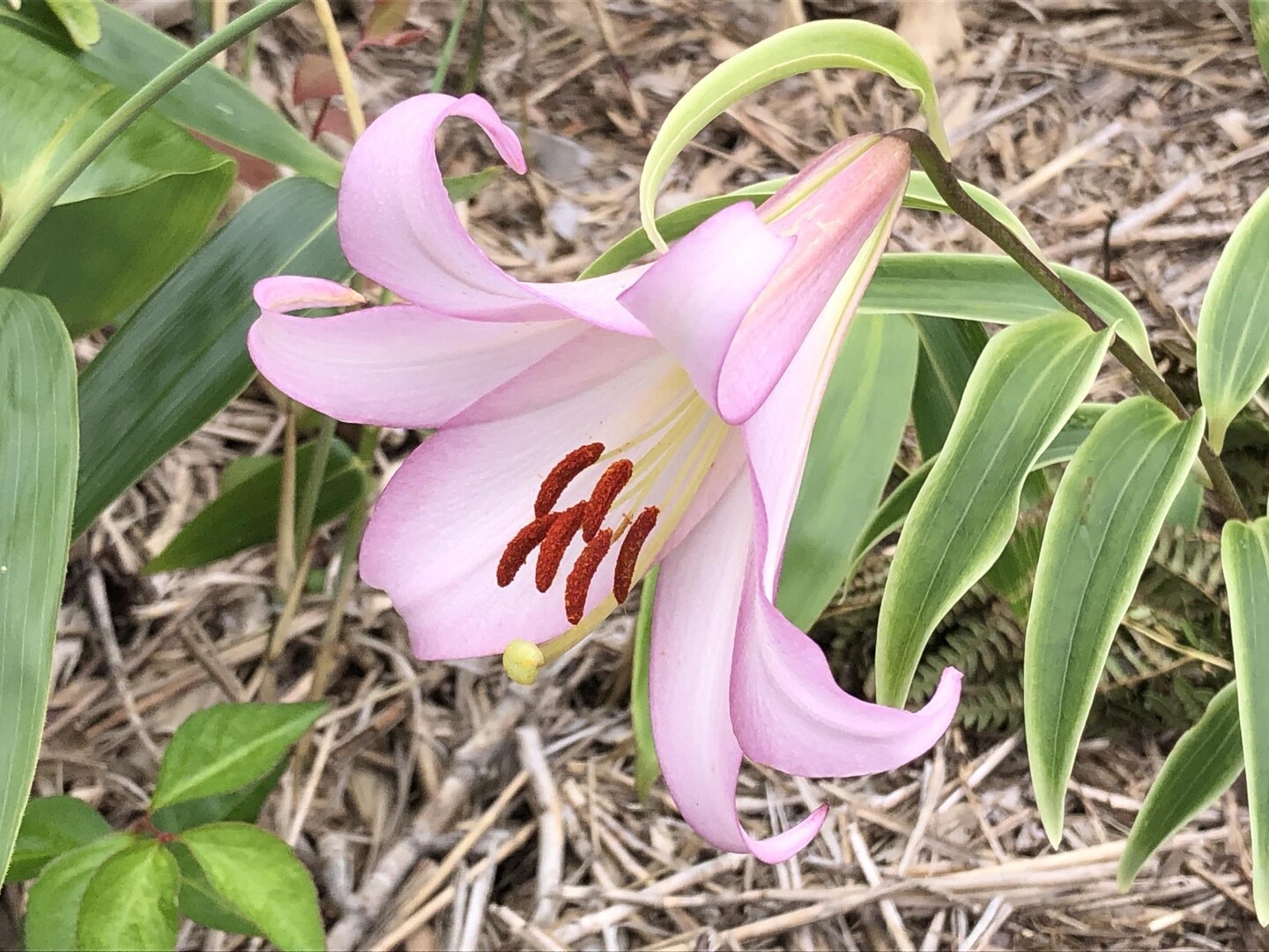 弟見山・莇ヶ岳 / neroliさんの莇ヶ岳・弟見山の活動日記 | YAMAP / ヤマップ