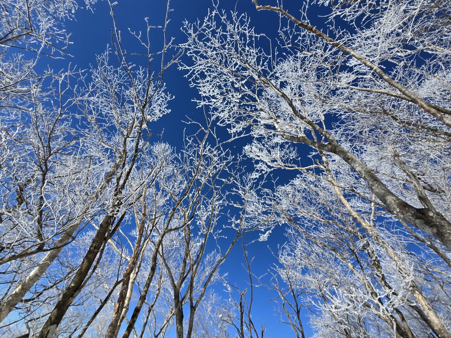 黒檜山（赤城山） / こしさんの赤城山・黒檜山・荒山の活動日記 | YAMAP / ヤマップ