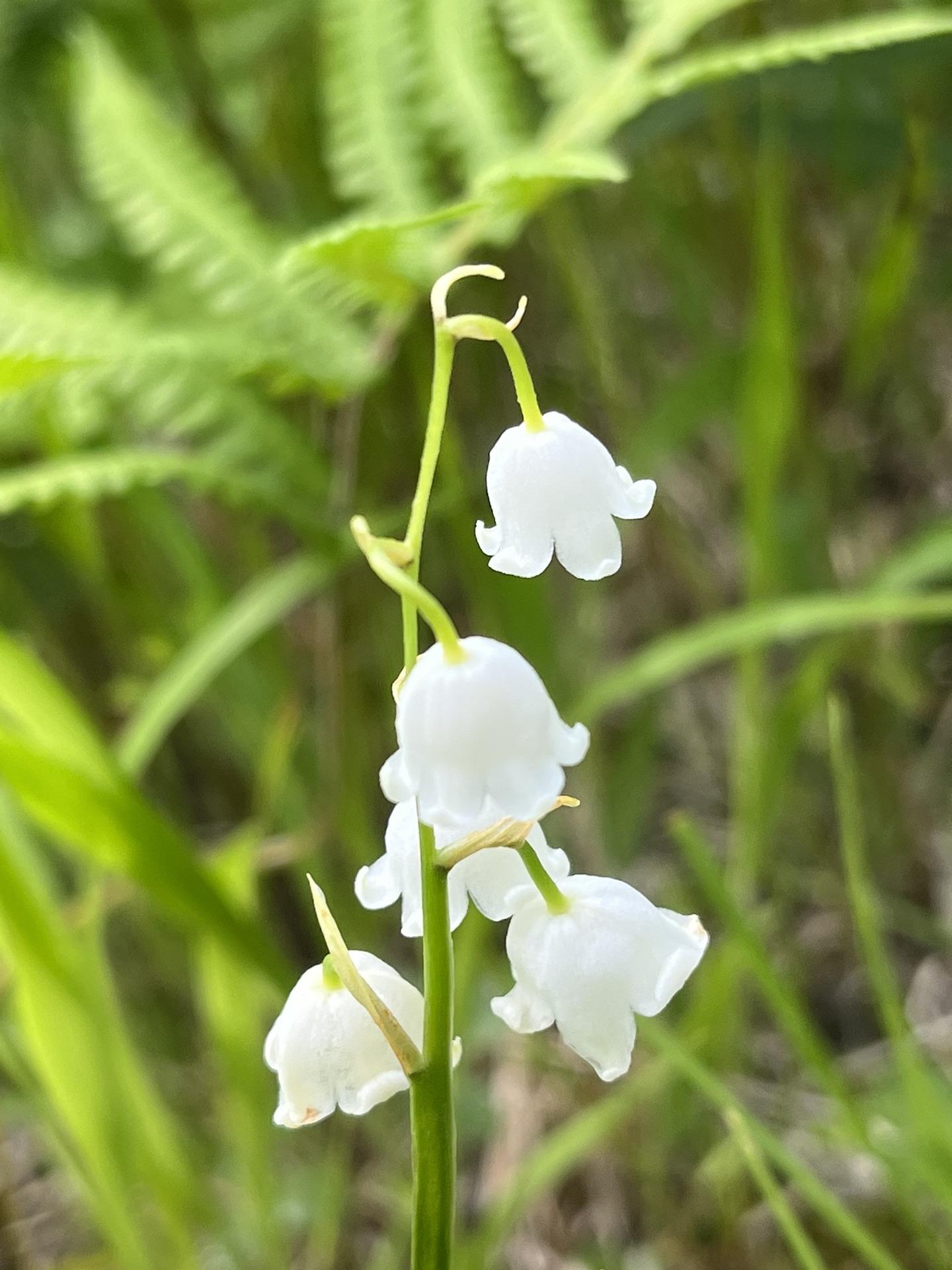 入笠山-2023-06-18 / hachacha-umemeさんの入笠山の活動データ | YAMAP / ヤマップ