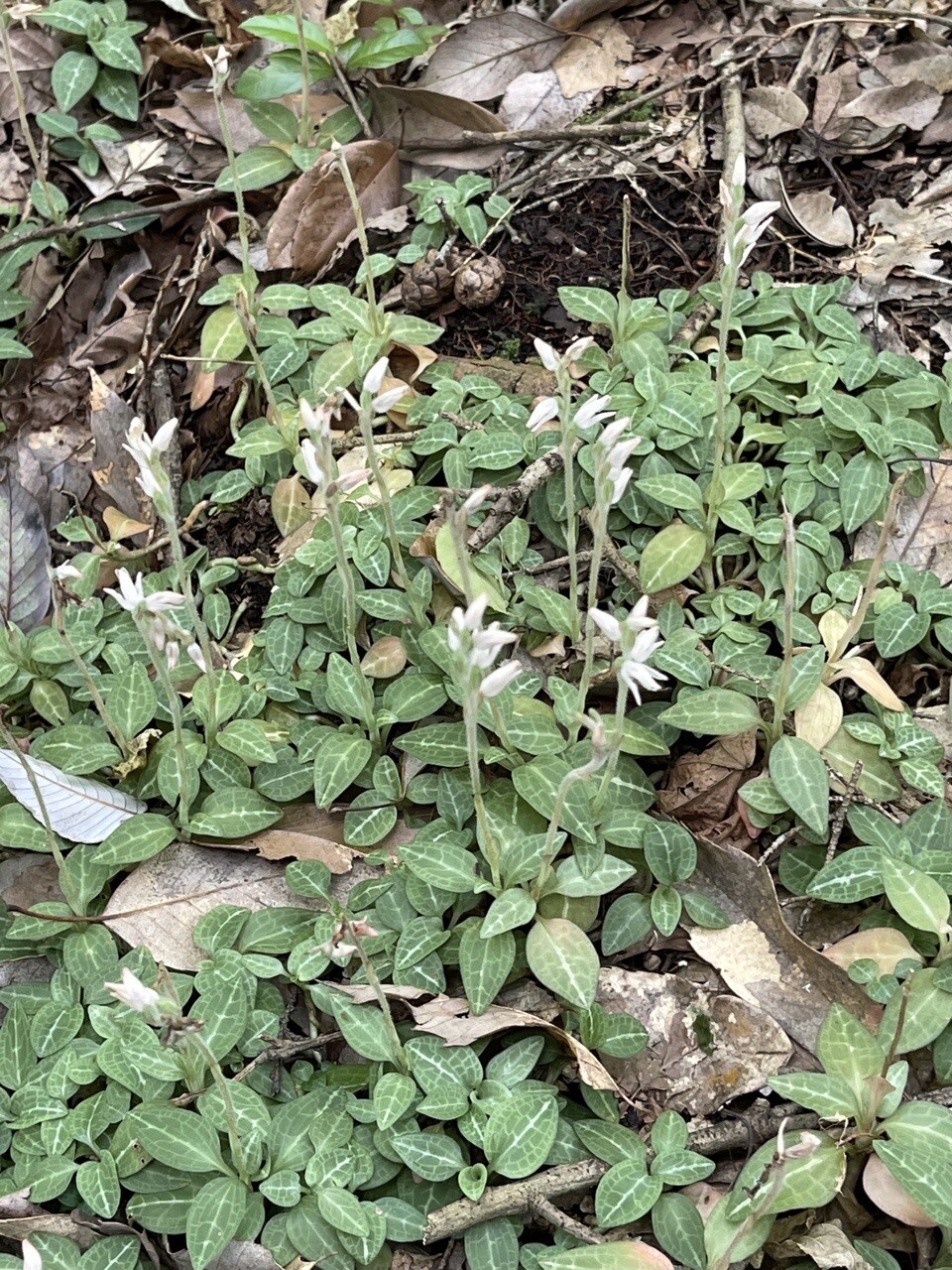 奥多摩のある場所にて 高尾山より遅いと思... / Atto-Rieさんのモーメント | YAMAP / ヤマップ