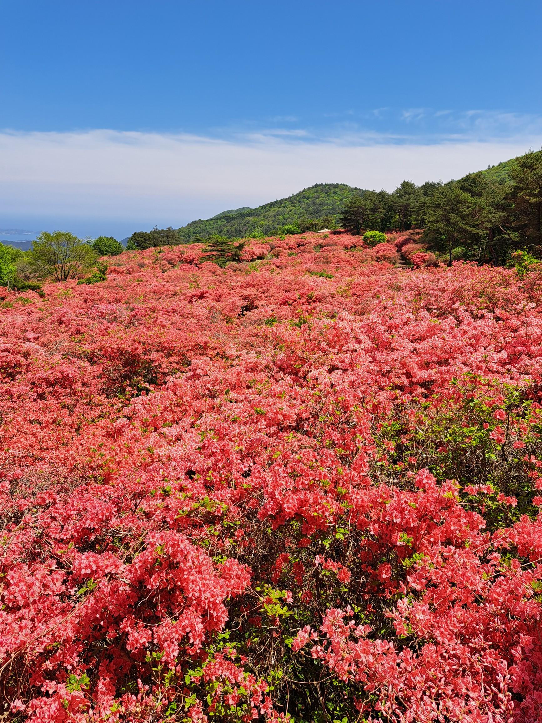 徳仙丈山つつじ / Chieさんのウォーキングの活動データ | YAMAP / ヤマップ