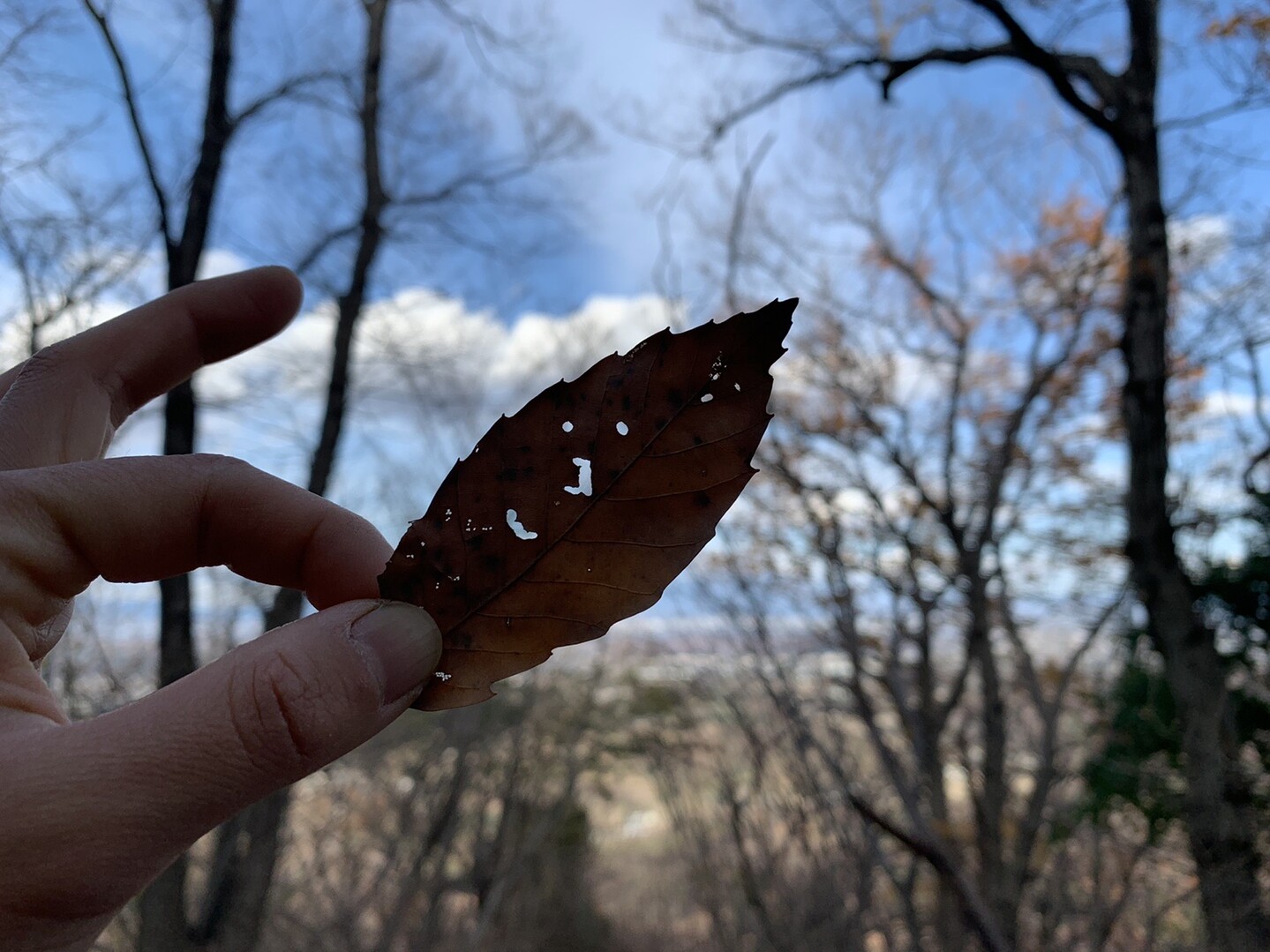 2020/12/13牛伏山 / Ekさんの藤岡市の活動データ | YAMAP / ヤマップ