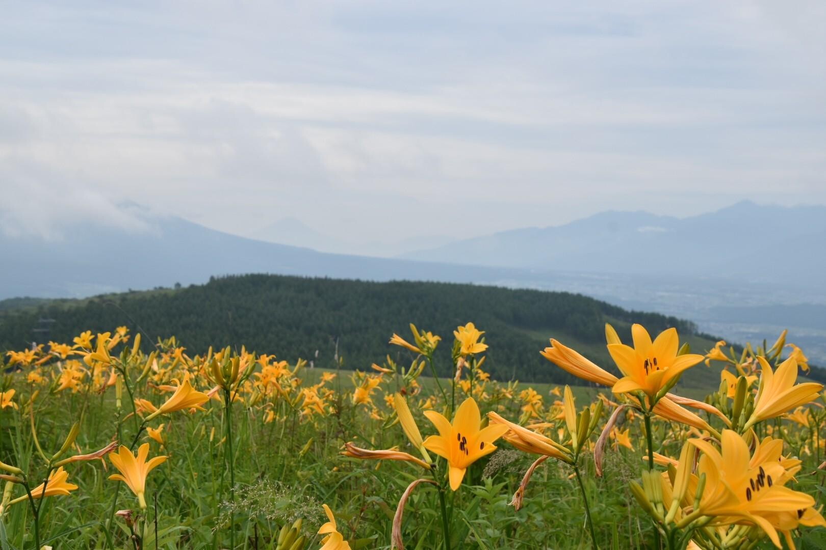 ニッコウキスゲを愛でに霧ヶ峰 / Y-Yuccaさんの霧ヶ峰・車山・大笹峰の活動データ | YAMAP / ヤマップ