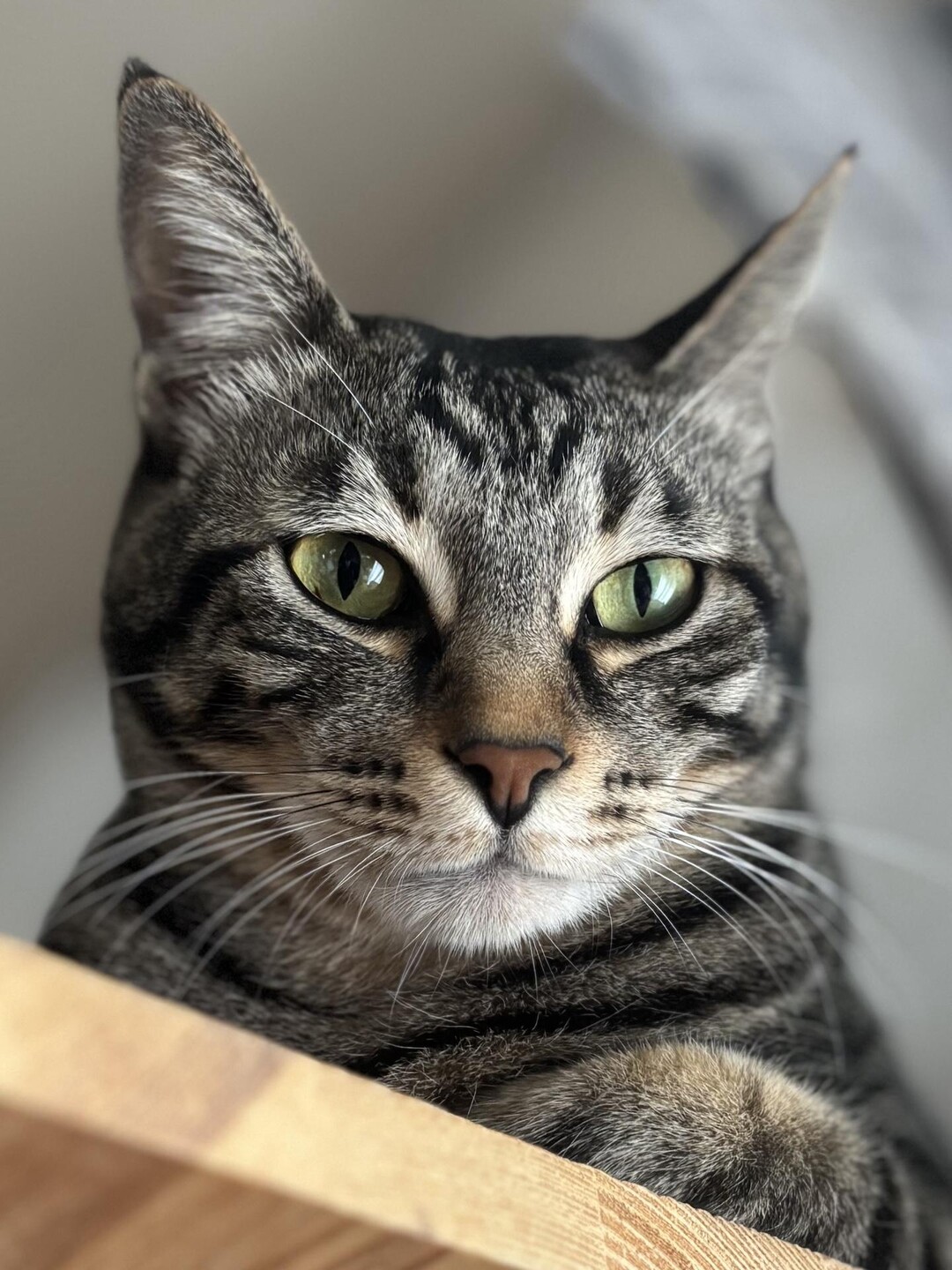 tomoのページ | YAMAP / ヤマップ