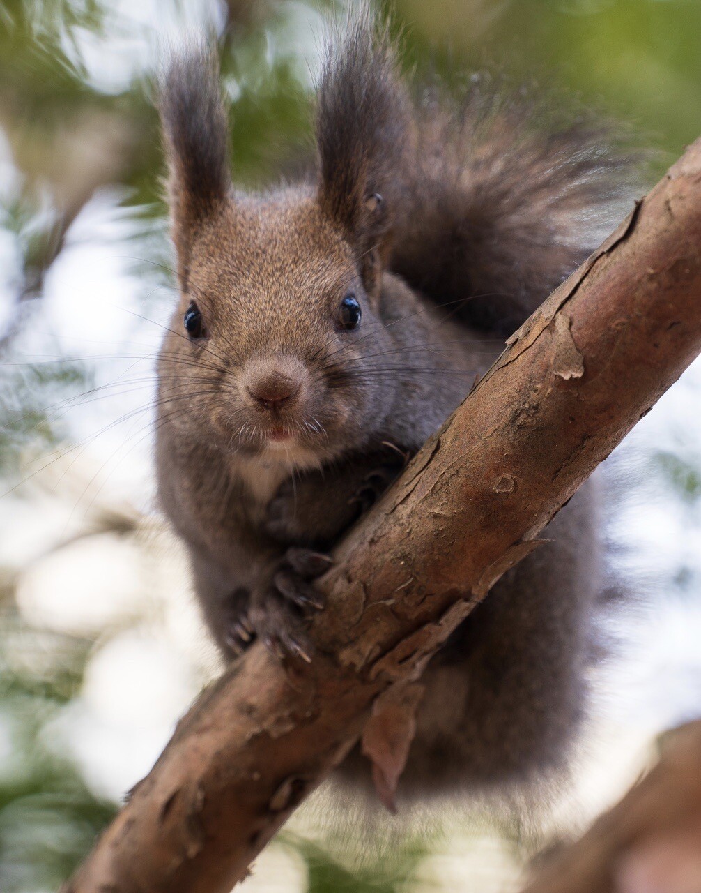 今日も日曜日恒例🌞 朝からエゾリーに会... / YKさんのモーメント | YAMAP / ヤマップ