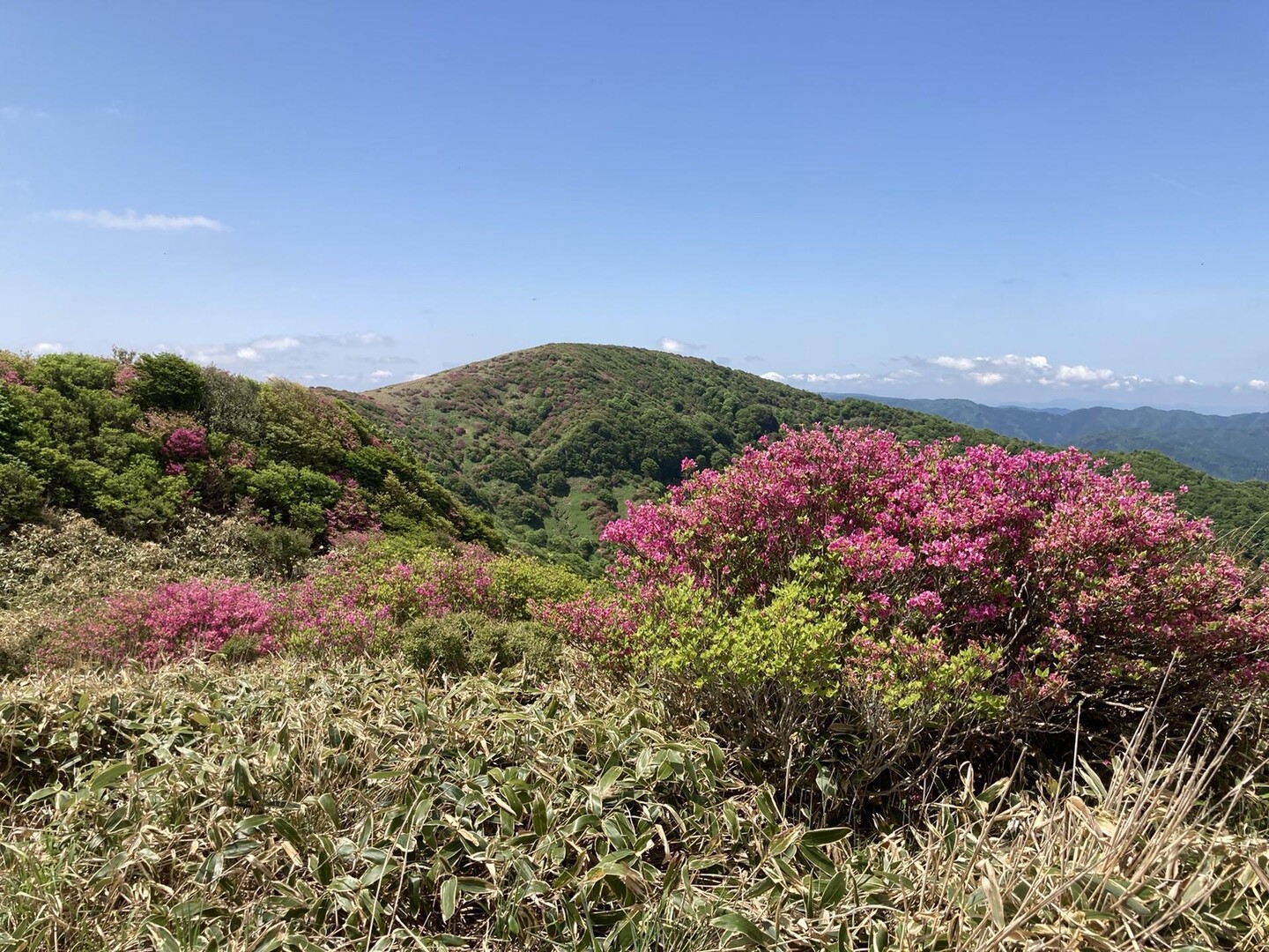 娘とツルギミツバツツジと大川嶺・笠取山 / Ypaaさんの四国遍路その14の活動日記 | YAMAP / ヤマップ