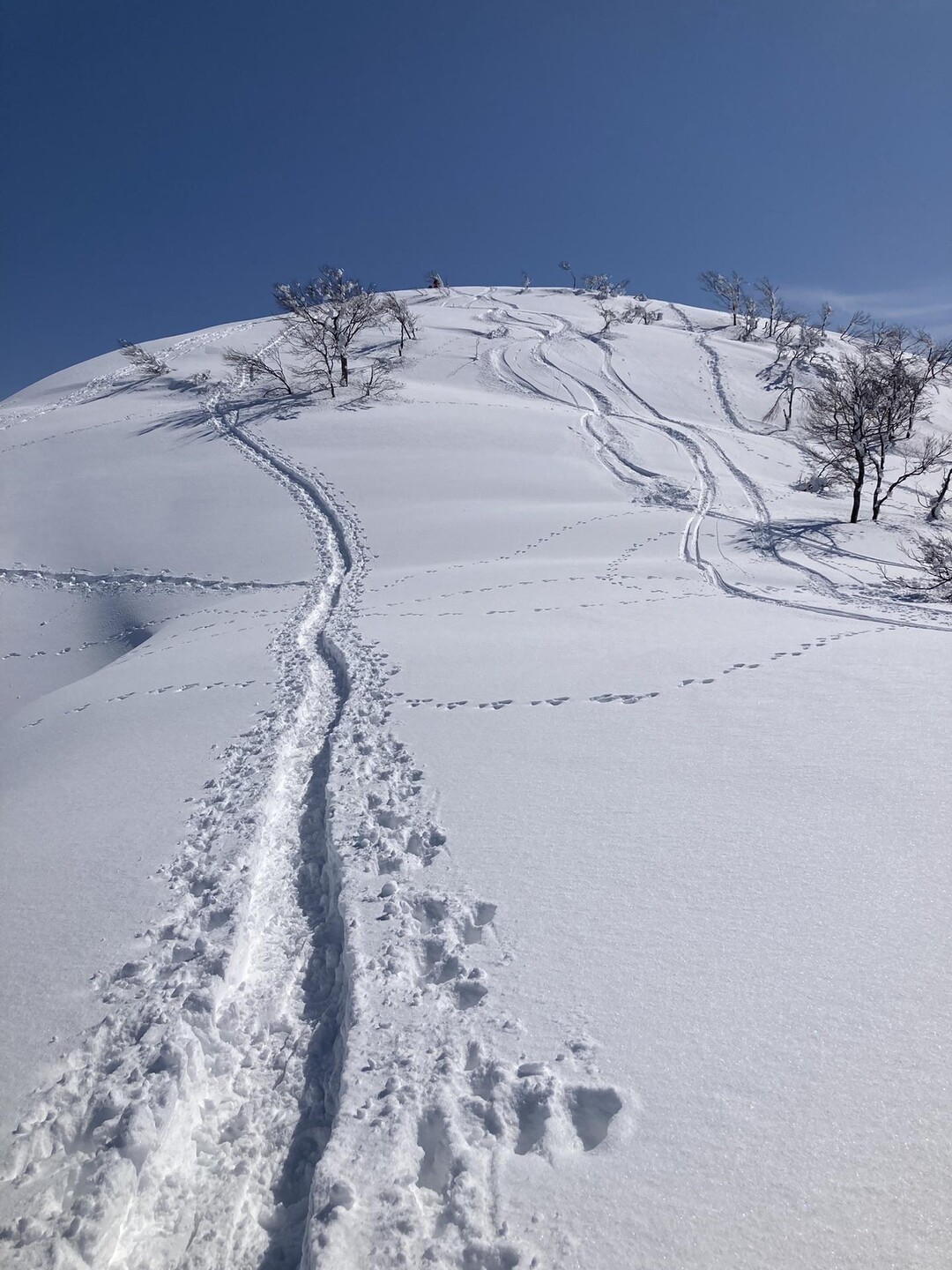 阿寺山 / mickey hoshinoさんの越後駒ヶ岳・八海山・荒沢岳の活動データ | YAMAP / ヤマップ