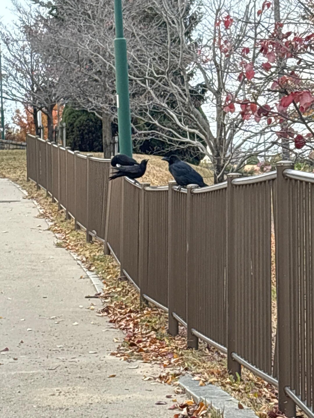 星田連山 Part one？ 20座 / Noriさんの交野山・国見山の活動データ | YAMAP / ヤマップ