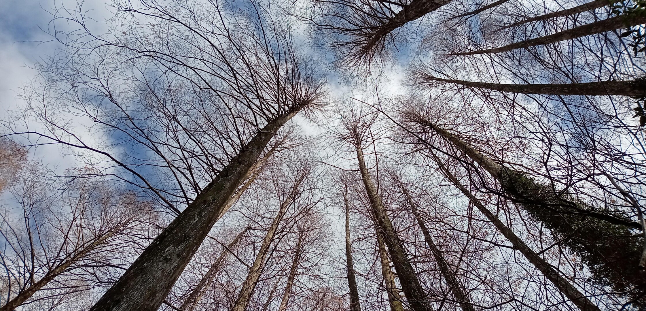 鬼ヶ鼻岩・猟師岩山 / hacoさんの脊振山・金山の活動データ | YAMAP / ヤマップ