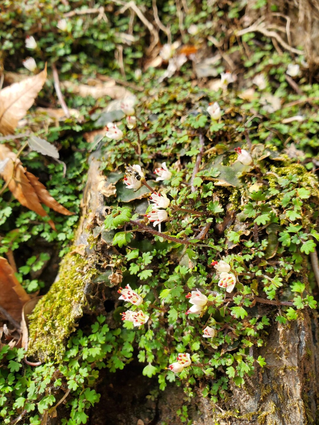 目指すはハナネコノメ💠 / E35-sun☀️さんの両崖山・仙人ヶ岳・石尊山の活動データ | YAMAP / ヤマップ